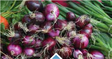 PURPLE ONION – T&D INTERNATIONAL IMPORT EXPORT CO., LTD